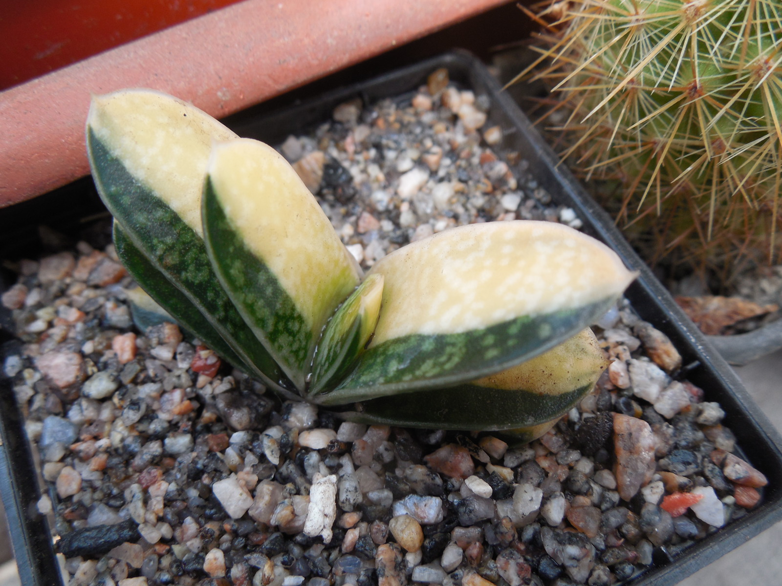 Gasteria cv.variegata - japan - — Cactus-shop