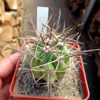 430 MG ferocactus santa maria — Cactus-shop