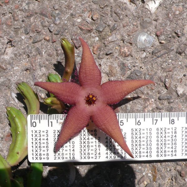 Stapelia — Cactus-shop
