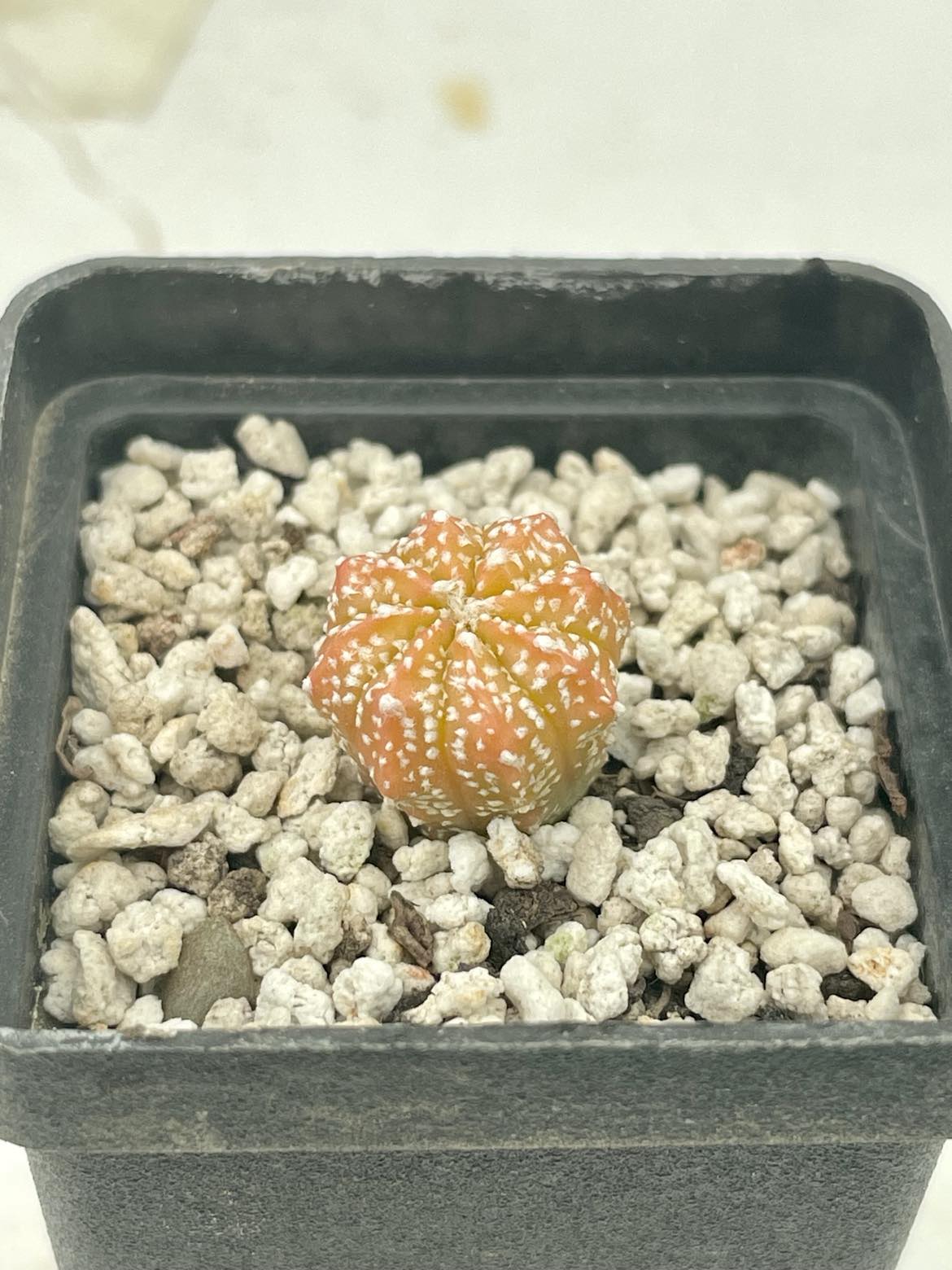 Astrophytum variegata hybr. — Cactus-shop