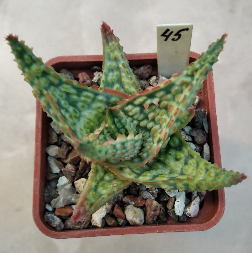 45 Aloe ‘Sunrise’ hybrid clon9 x Aloe ‘Pepermint’ x ‘Vito’ — Cactus-shop