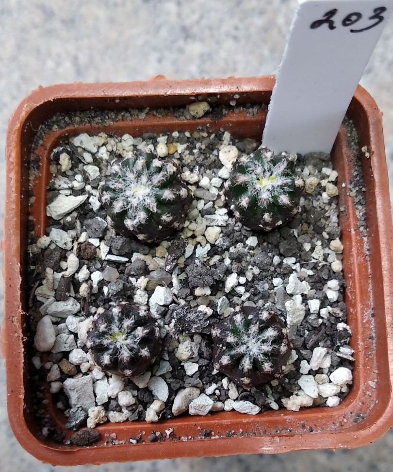 203 Discocactus horstii чотири рослини — Cactus-shop