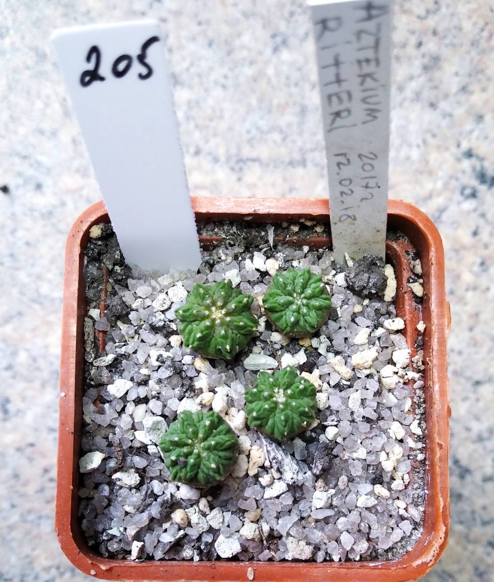 205 Aztekium ritteri четыре растения — Cactus-shop