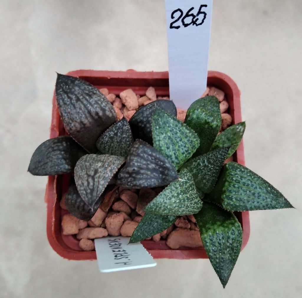 260 Haworthia magnifica v.splendens -Dekriet Road- дві рослини , це ...