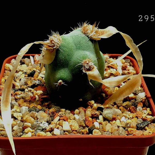 Главная — Cactus-shop