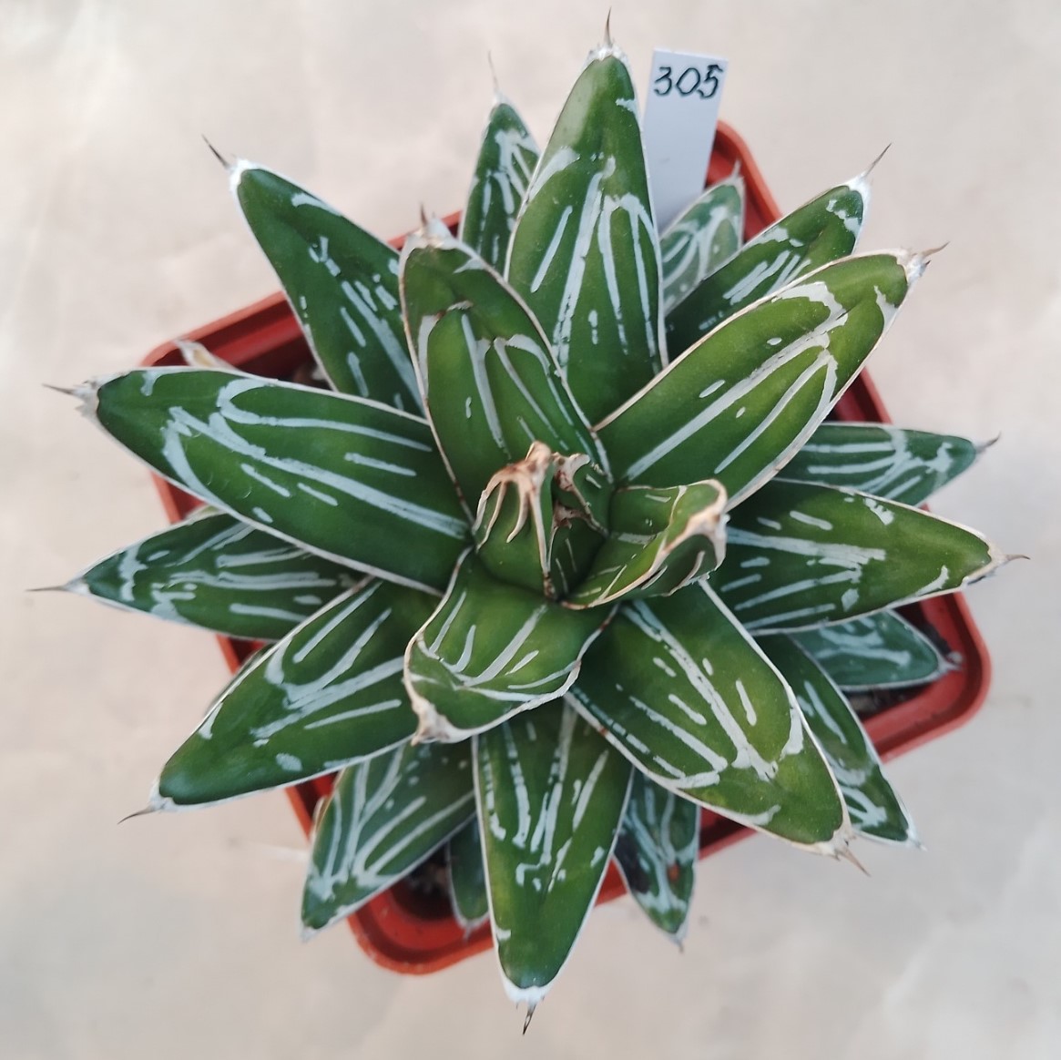 305 Agave victoria-reginae ‘Snow Queen’ — Cactus-shop