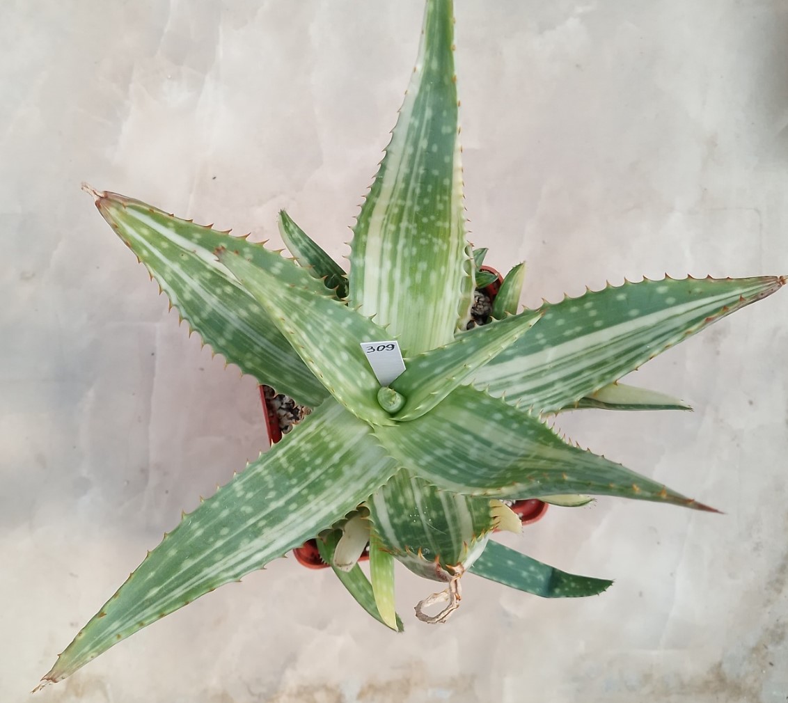 309 Aloe ‘ Tiger Taffy’ маточник — Cactus-shop