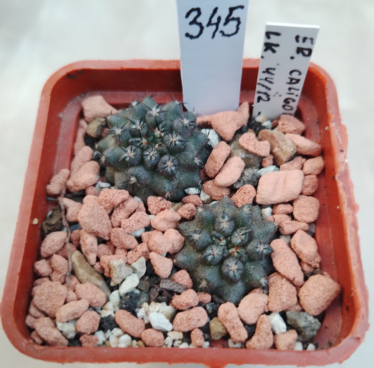 345 Eriosyce caligophila LK 44-92 -Patache- дві рослини — Cactus-shop