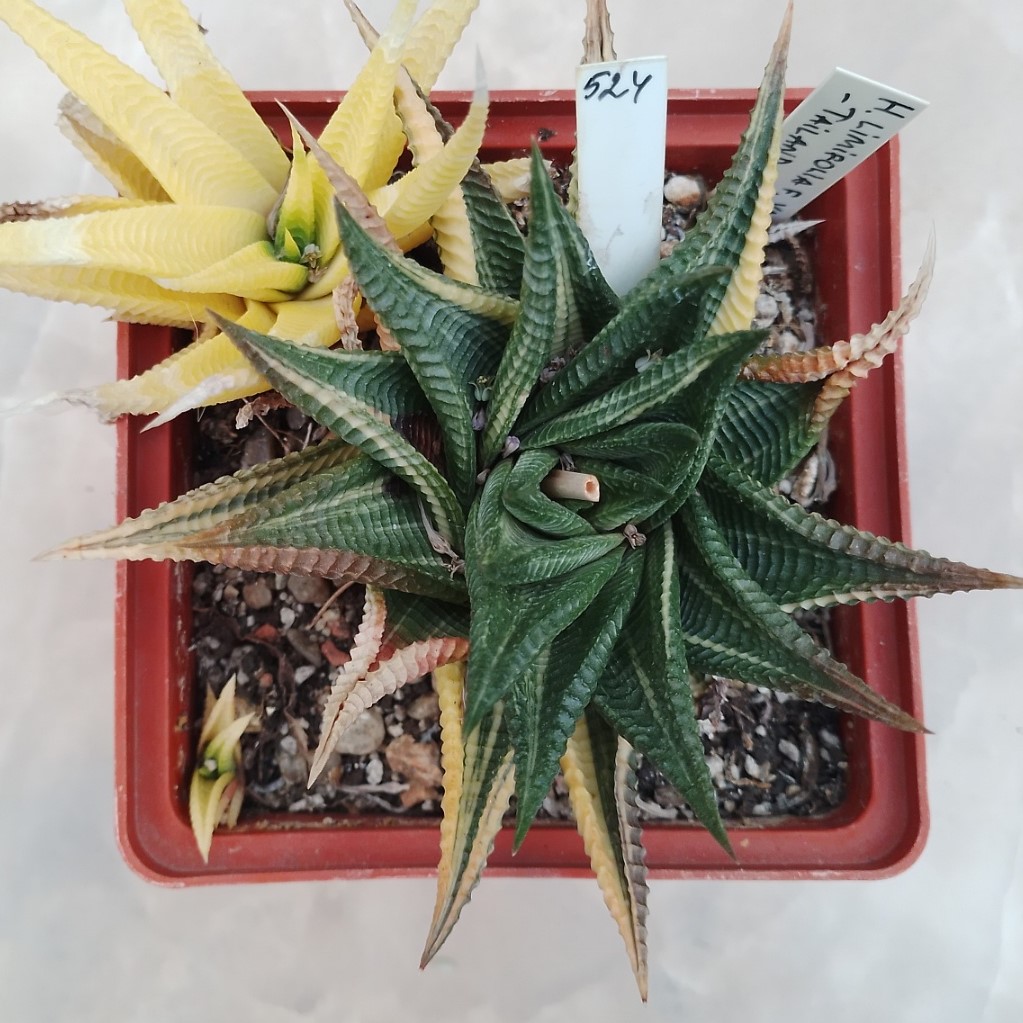 524 Haworthia limifolia f.variegata горшик 12 см — Cactus-shop