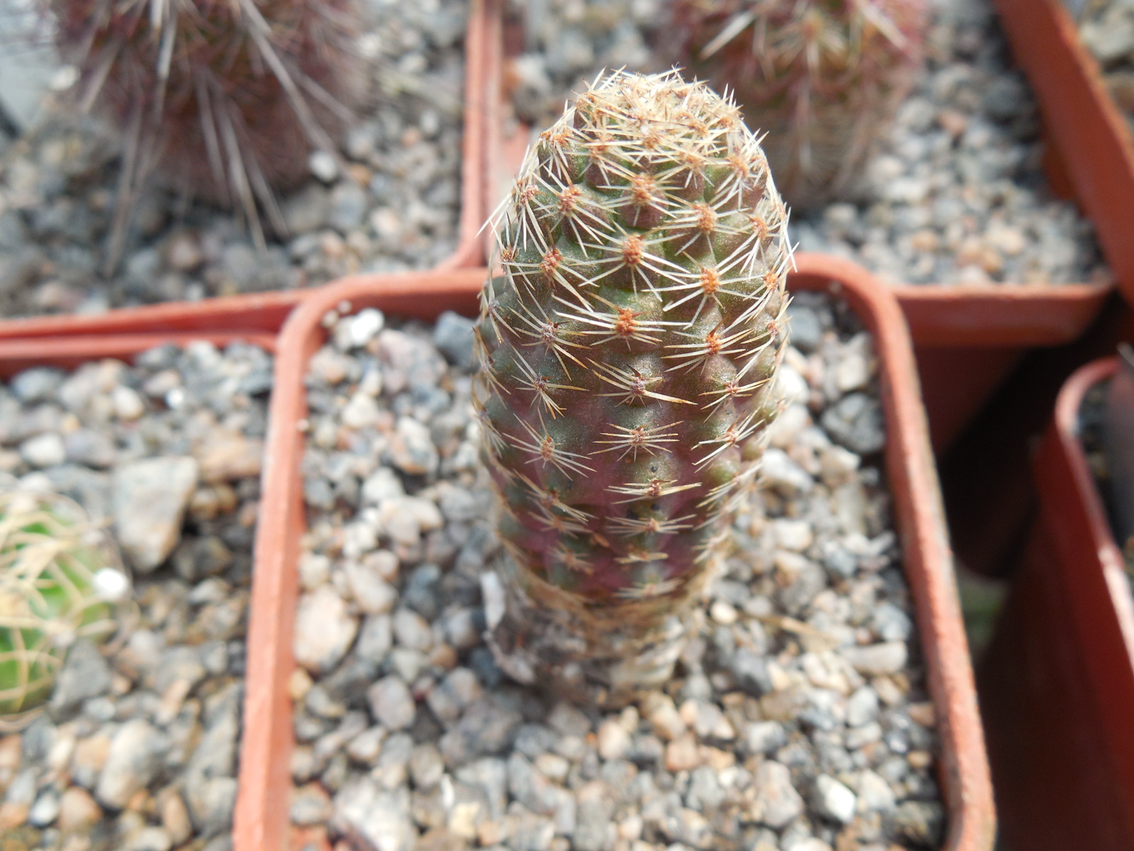 Mediolobivia haagei — Cactus-shop