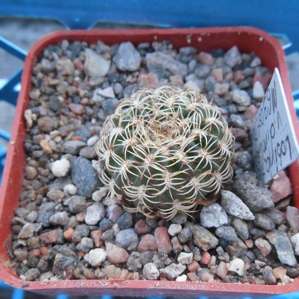 Lobivia — Страница 8 из 13 — Cactus-shop