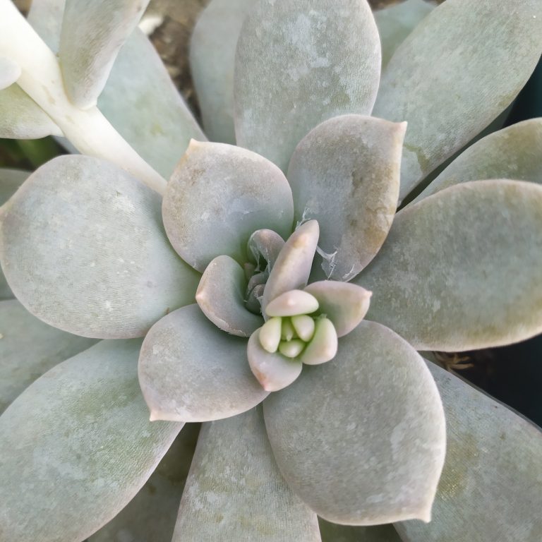 Главная — Cactus-shop