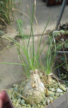 albuca polyphylla — Cactus-shop