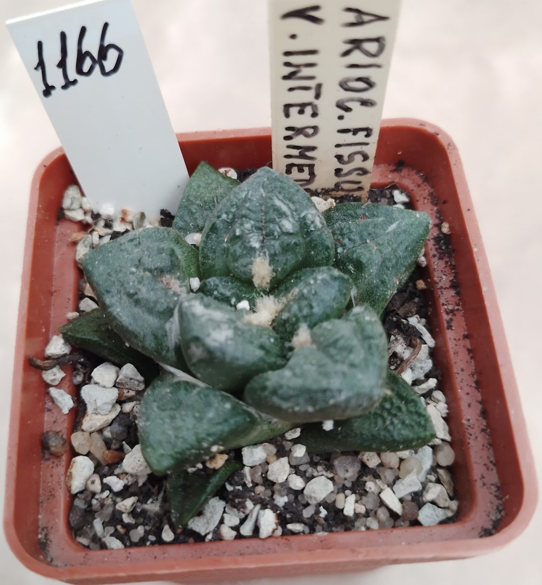 1166 Ariocarpus fissuratus v. intermedius власні корені — Cactus-shop
