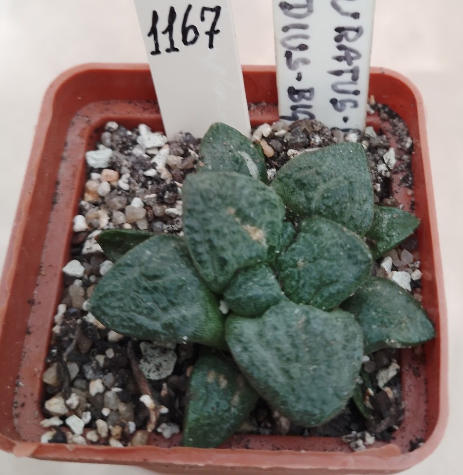 1167 Ariocarpus fissuratus v. intermedius власні корені — Cactus-shop