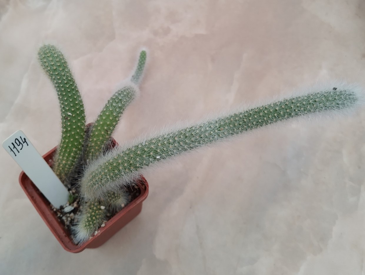 1194 Hildewintera colademononis весь горшик — Cactus-shop