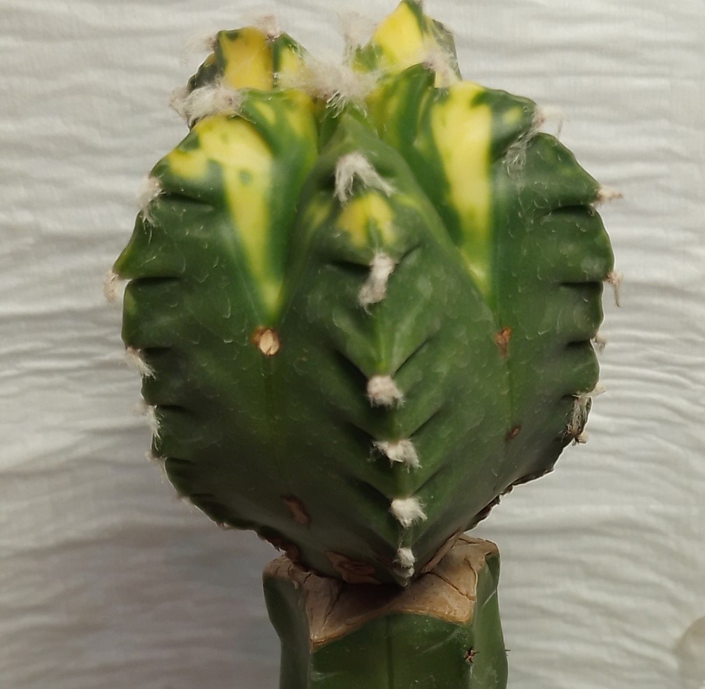 1964 Astrophytum myriostigma 'Kiko' f. variegata щеплена рослина ...