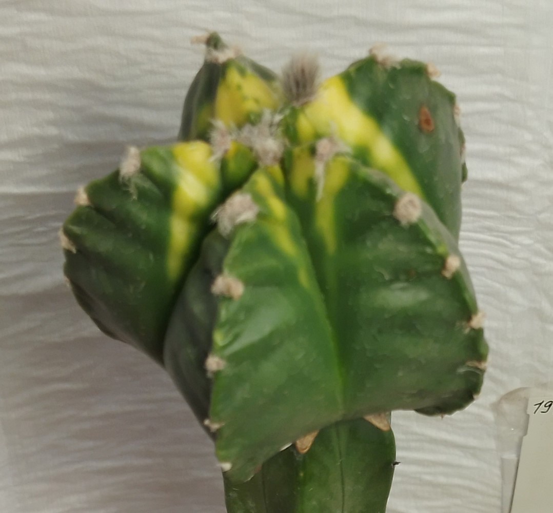 1973 Astrophytum myriostigma 'Kiko' f. variegata щеплена рослина ...