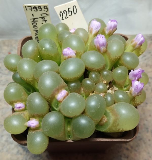 2250 Conophytum praesectum -Houmoed- ex 1799.9 — Cactus-shop