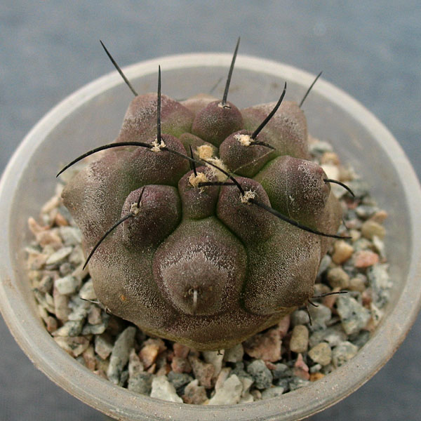 Copiapoa sp. — Cactus-shop