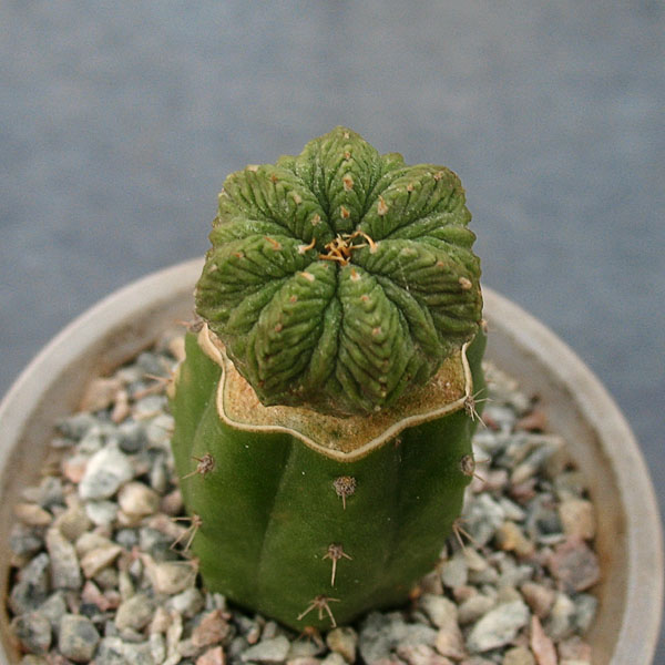 Aztekium ritteri — Cactus-shop
