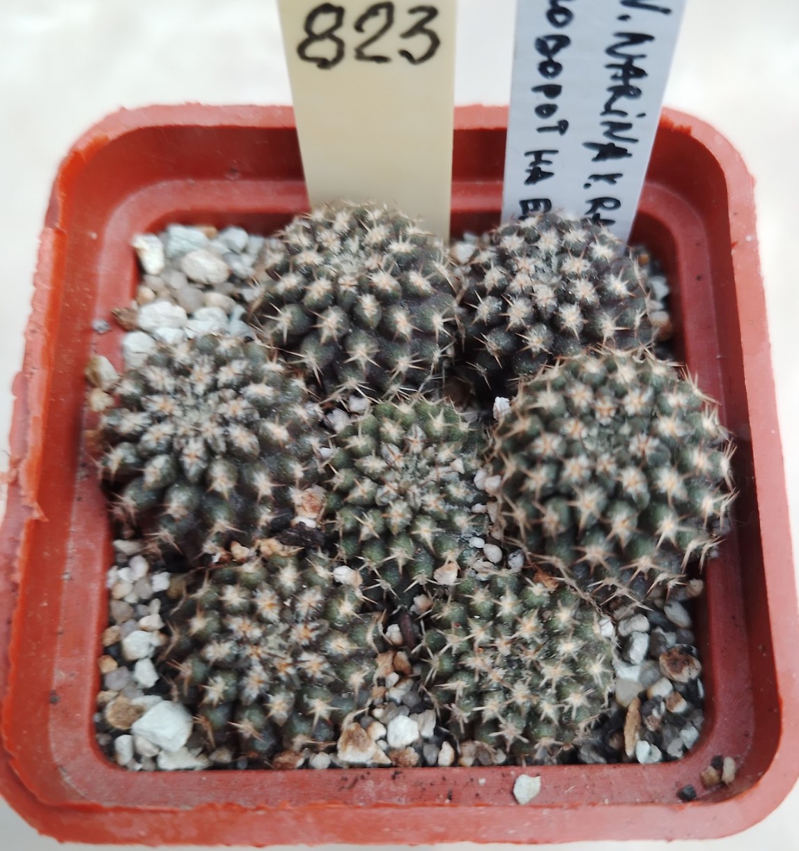 823 Thelocephala napina aff. v.riparia -El Trapiche- весь горшик ...