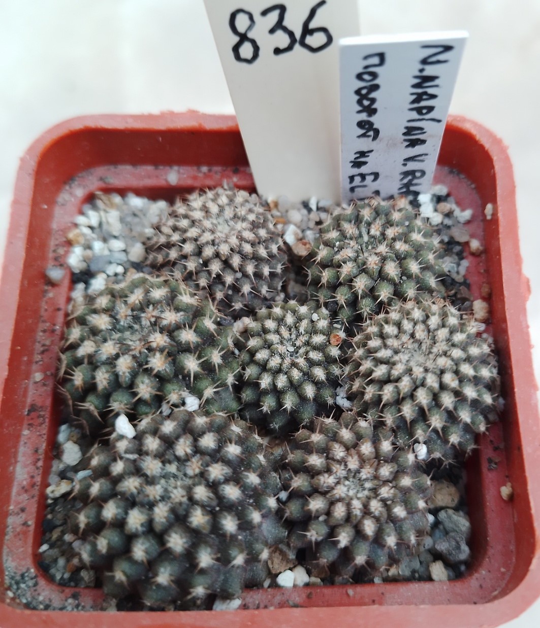 836 Thelocephala napina aff. v.riparia -El Trapiche- весь горшик ...