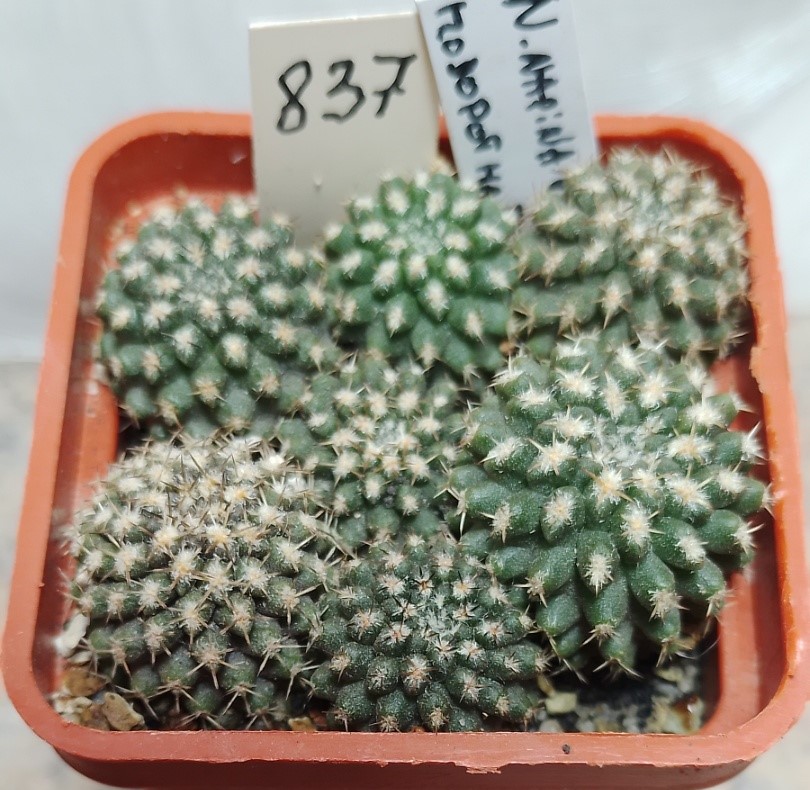 837 Thelocephala napina aff. v.riparia весь горшик — Cactus-shop