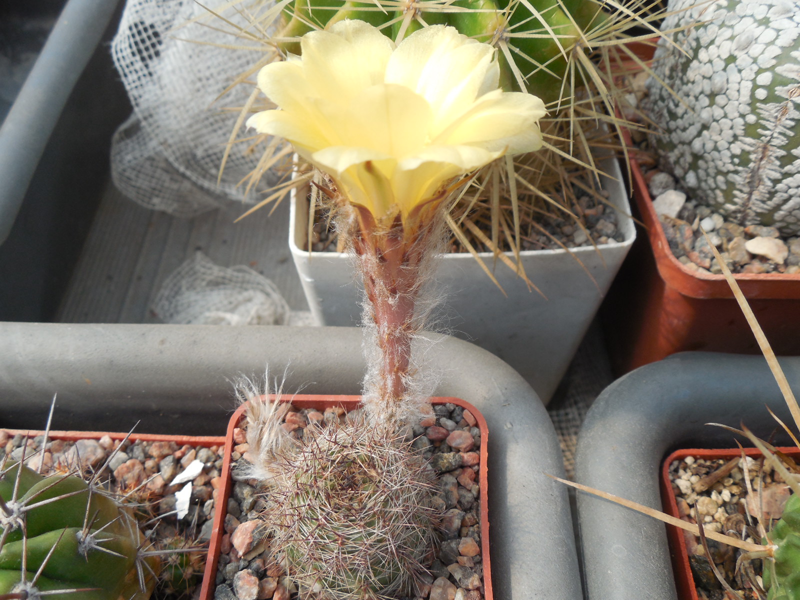 Lobivia aurea - v.schaferi — Cactus-shop