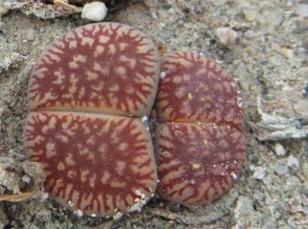 lithops aucampiae 'rudesheim ruby' — Cactus-shop