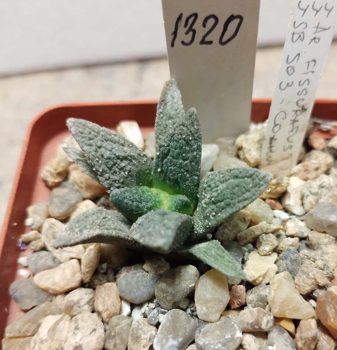 1320 Ariocarpus fissuratus SB 503 — Cactus-shop