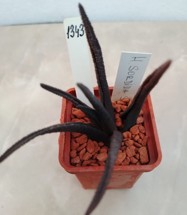 1343 Haworthia sordida SH — Cactus-shop