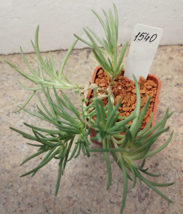 1540 Tylecodon aff striatus — Cactus-shop