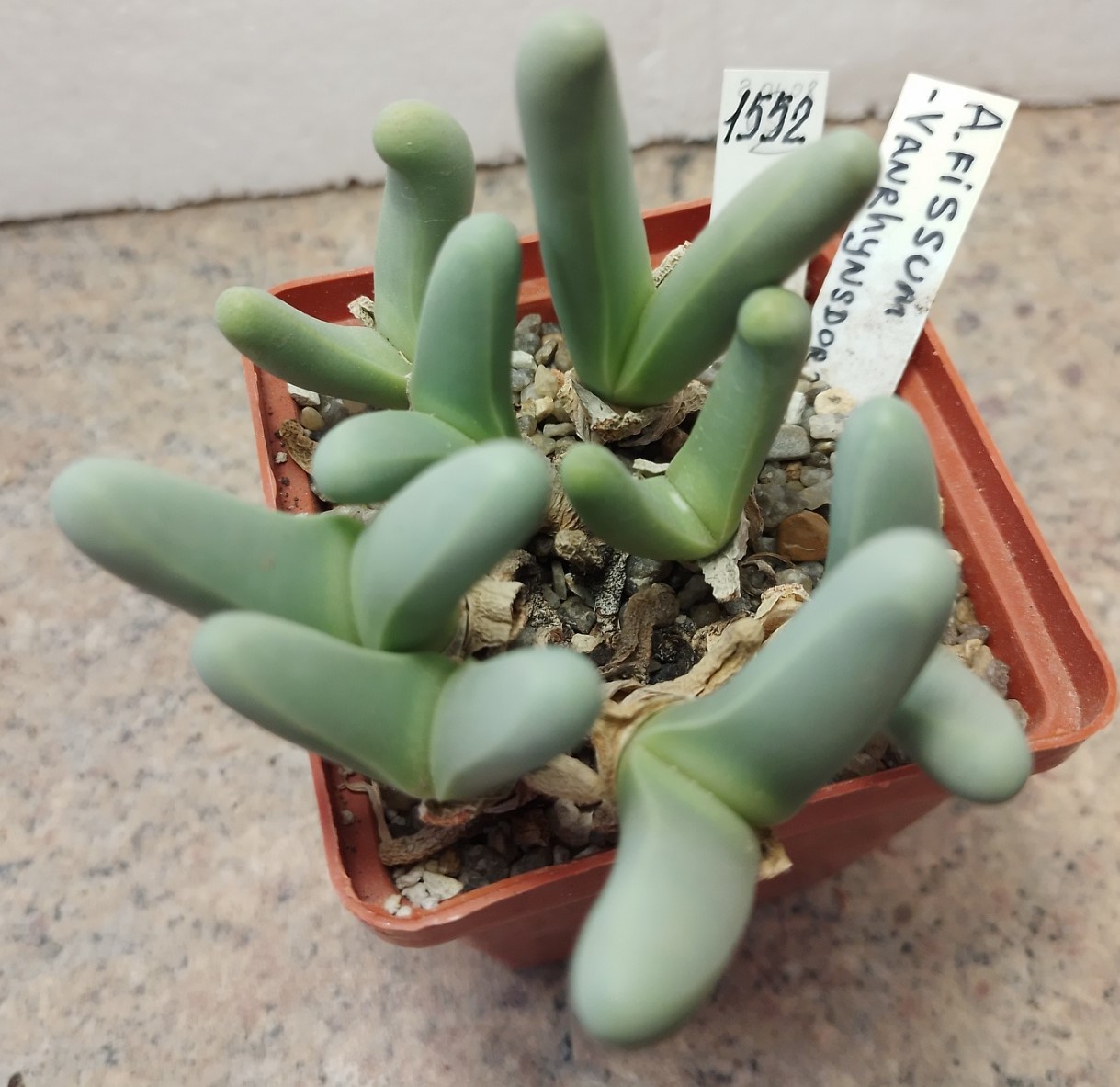 1552 Argyroderma fissum весь горшик — Cactus-shop