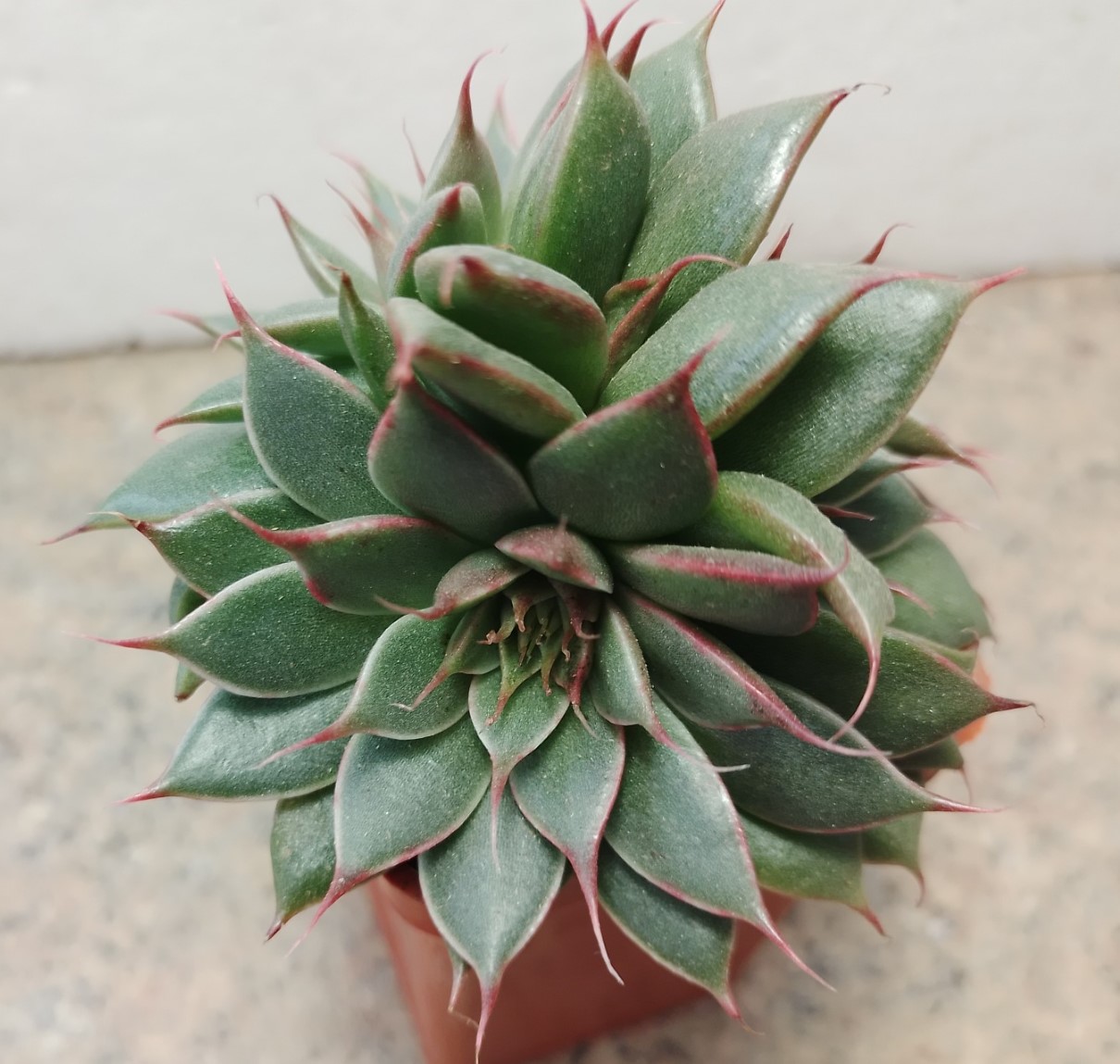 1570 Graptoveria 'Silver Star' — Cactus-shop