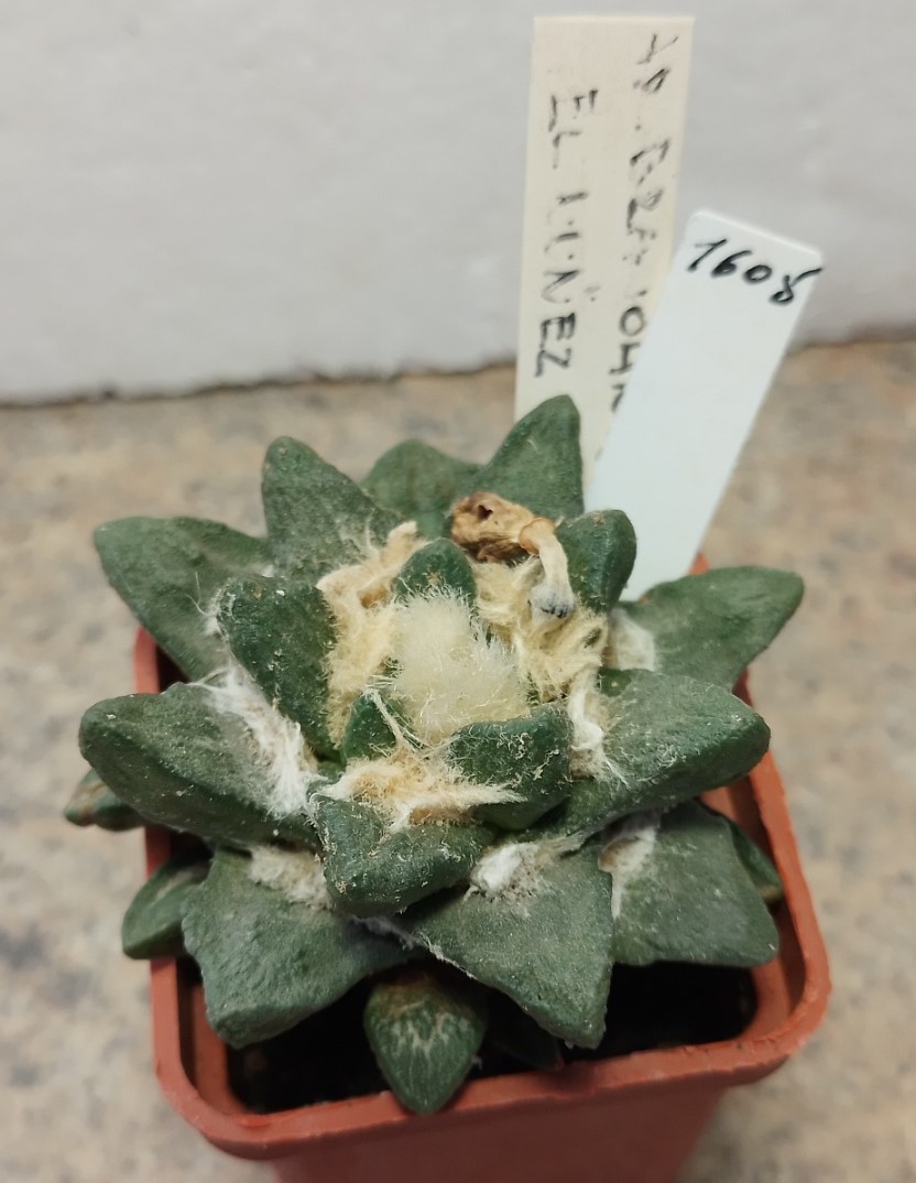 1605 Ariocarpus scapharostris щеплена рослина — Cactus-shop