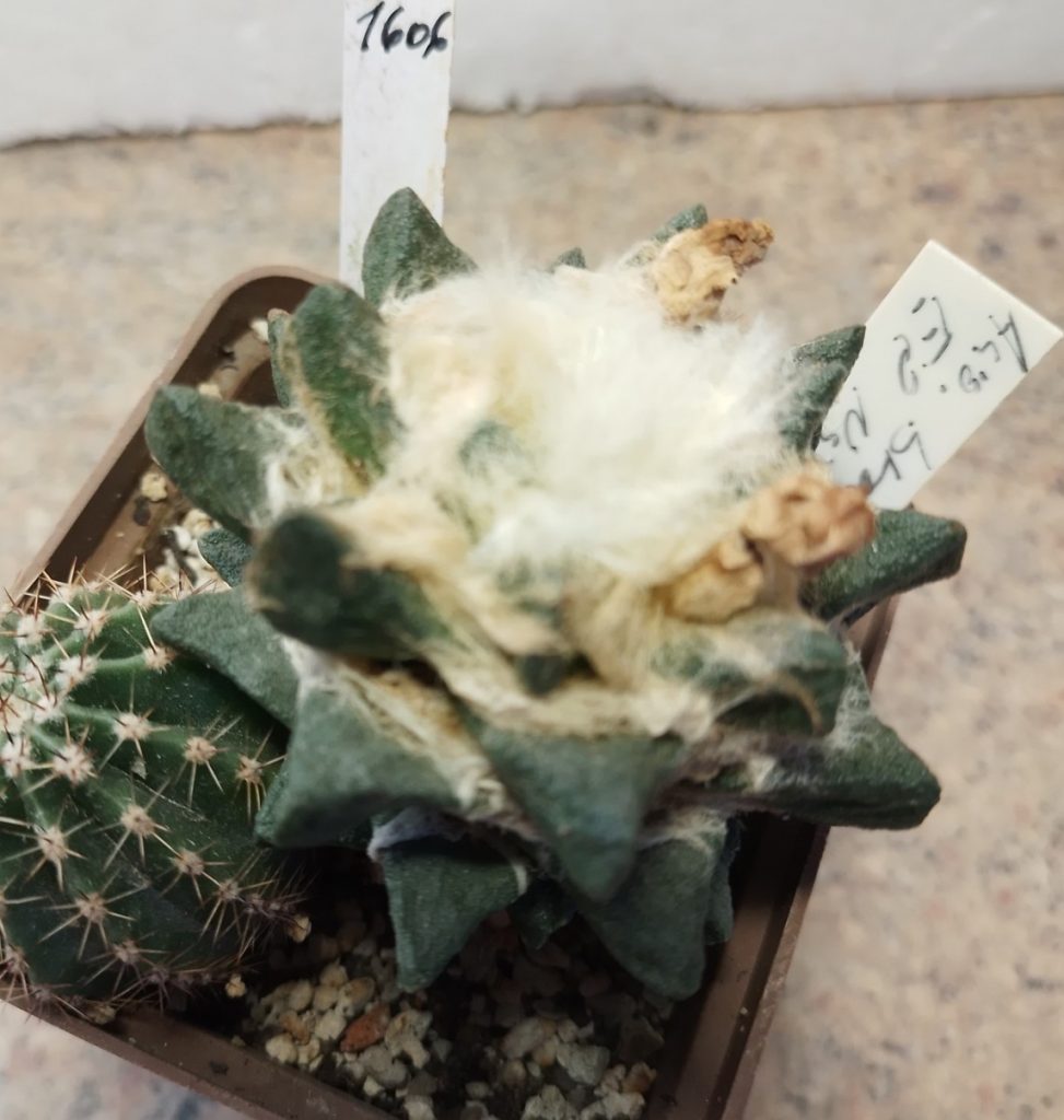 1606 Ariocarpus scapharostrus щеплена рослина — Cactus-shop