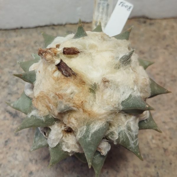 1608 Ariocarpus retusus v.minimus -Echido Nuncio- свої корені ...