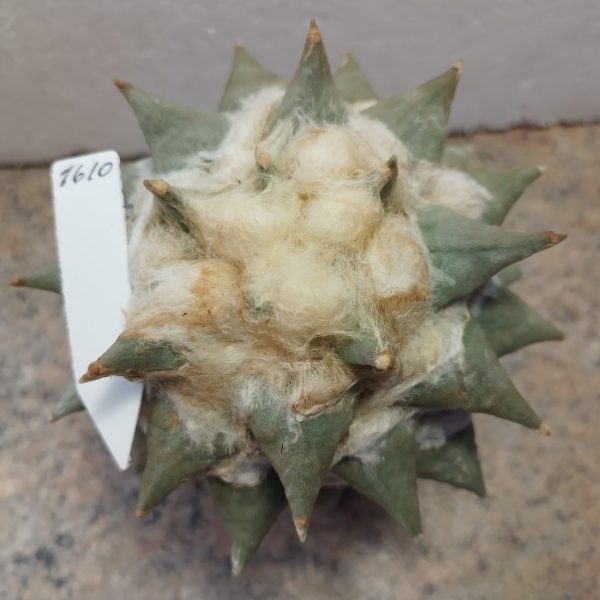 1610 Ariocarpus retusus v.minimus -Echido Nuncio- свої корені ...