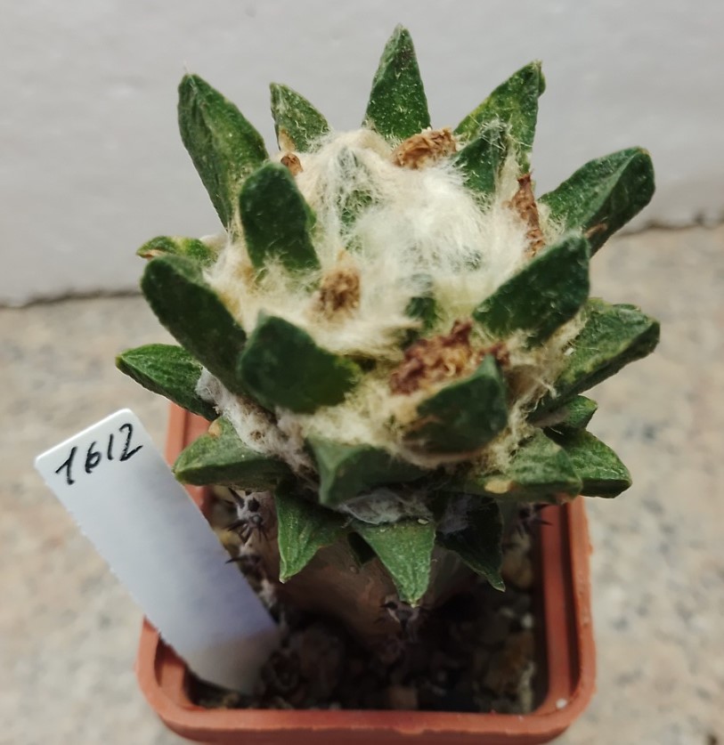 1612 Ariocarpus scapharostrus -Rayones- NL — Cactus-shop
