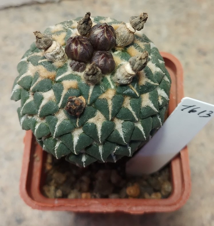 1613 Ariocarpus kotschoubeyanus -Las Tabas Morita- щеплена рослина ...