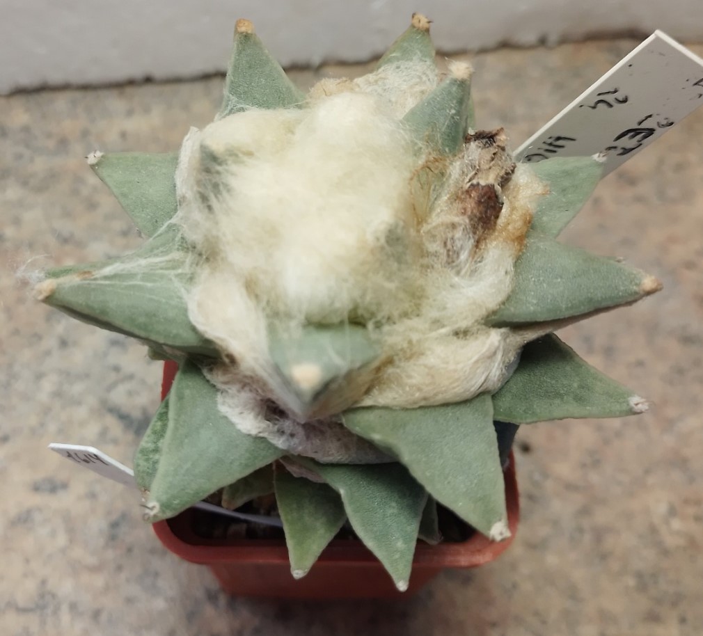 1614 Ariocarpus retusus щеплена рослина — Cactus-shop
