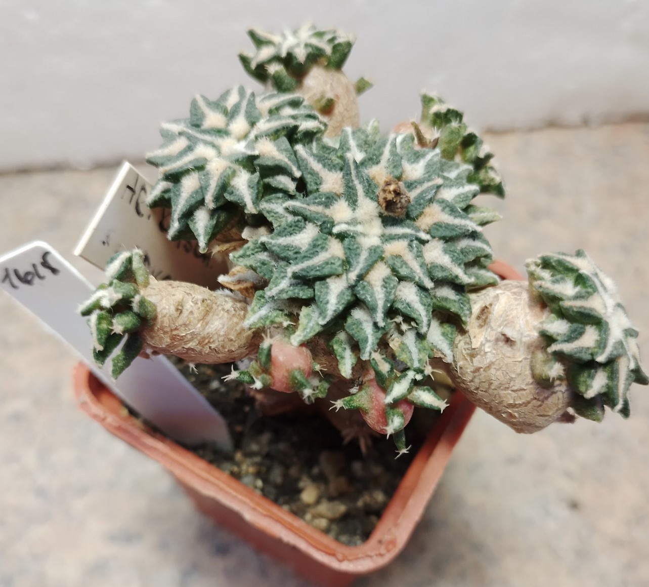 1615 Ariocarpus kotschoubeyanus щеплена рослина — Cactus-shop