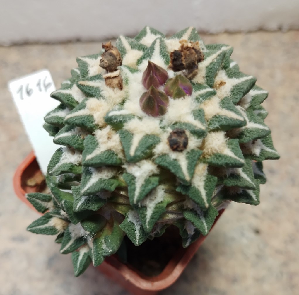 1616 Ariocarpus kotschoubeyanus -Las Tabas Morita- щеплена рослина ...