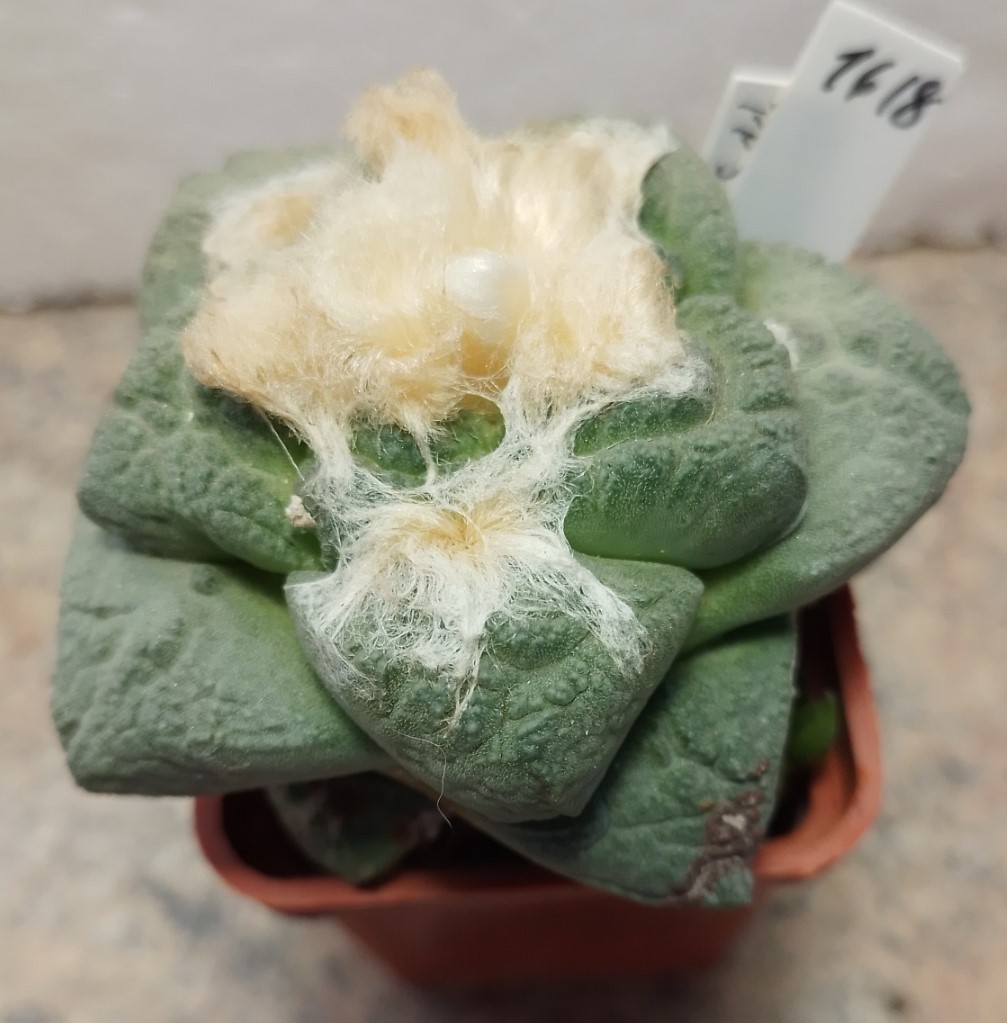 1618 Ariocarpus fissuratus щеплена рослина — Cactus-shop