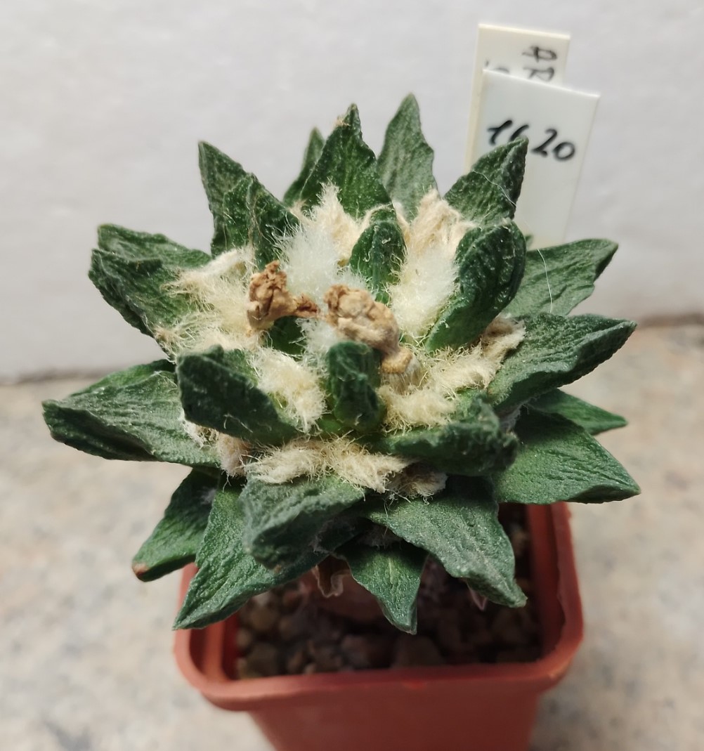 1620 Ariocarpus scapharostrus -Rayones- NL щеплена рослина — Cactus-shop