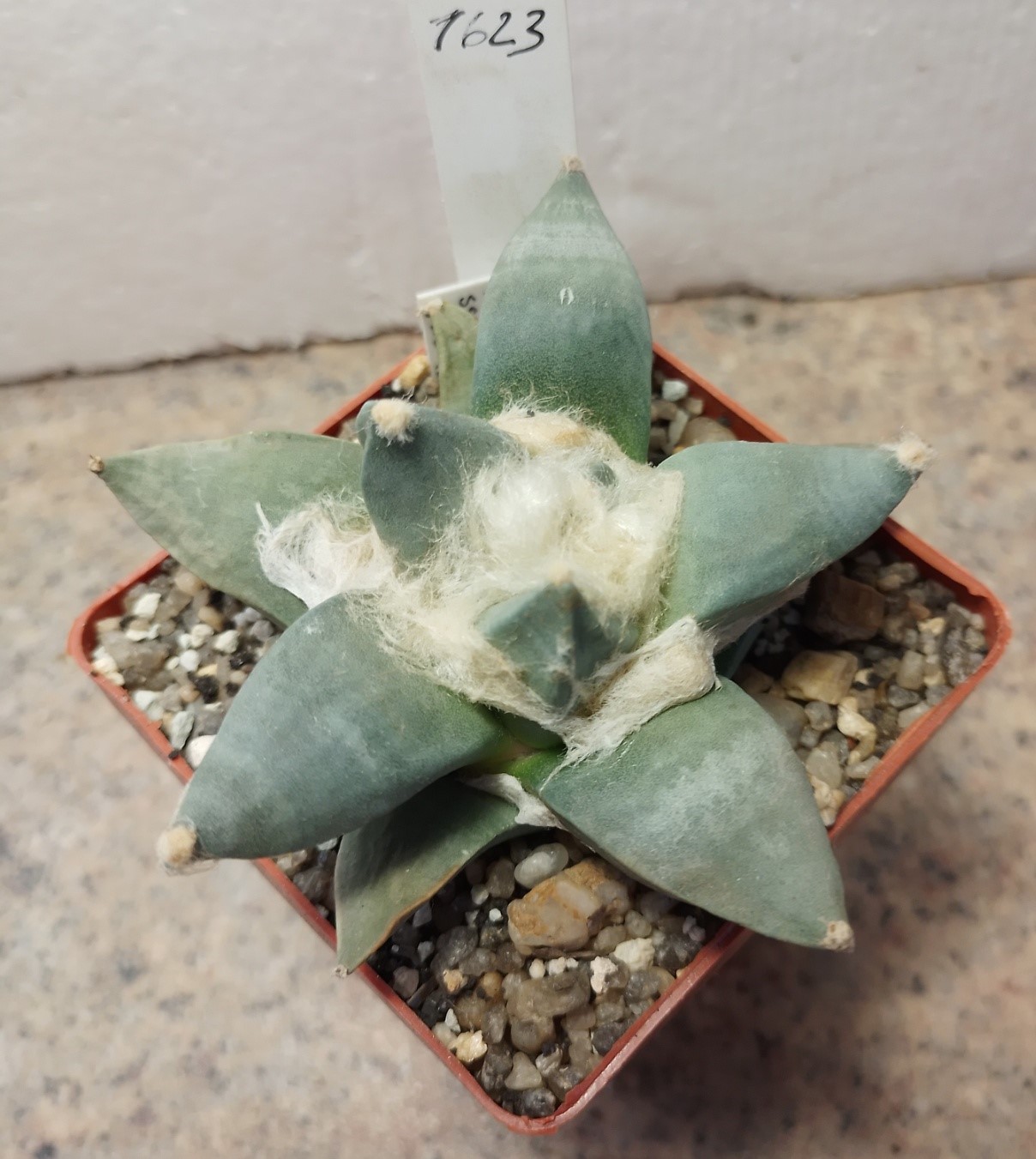 1623 Ariocarpus retusus свої корені — Cactus-shop