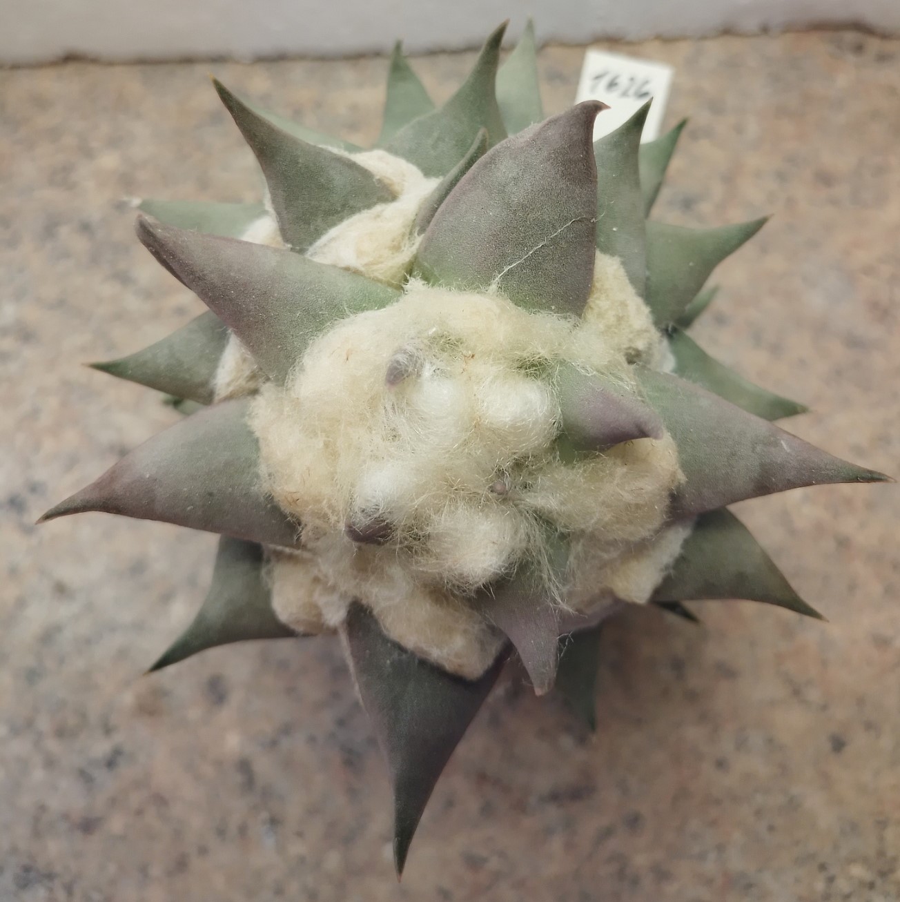 1626 Ariocarpus retusus щеплена рослина — Cactus-shop