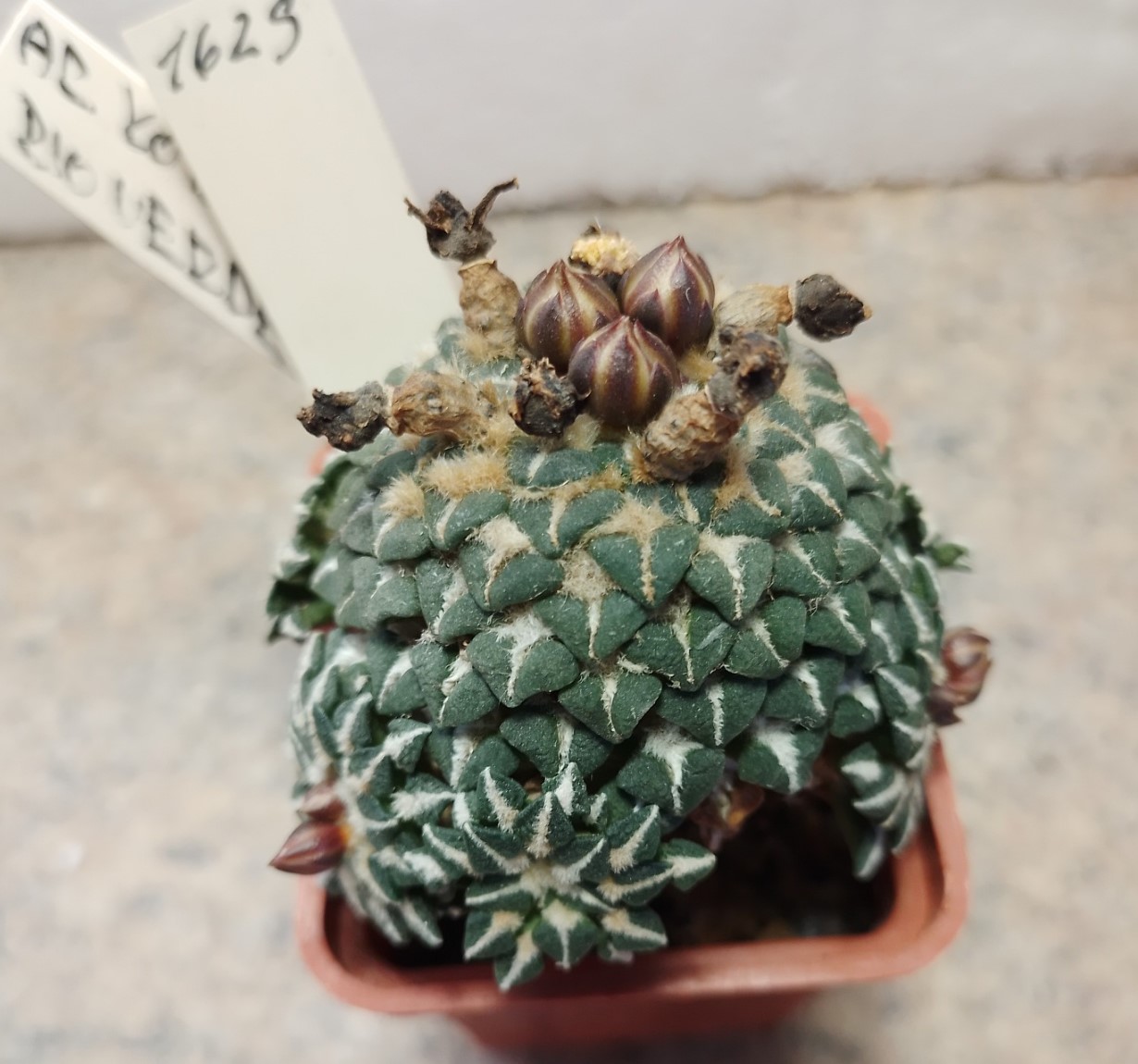 1629 Ariocarpus kotschoubeyanus -Rio Verde- щеплена рослина — Cactus-shop