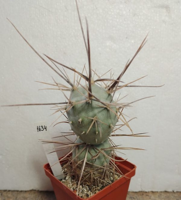 1634 Tephrocactus alexanderi — Cactus-shop